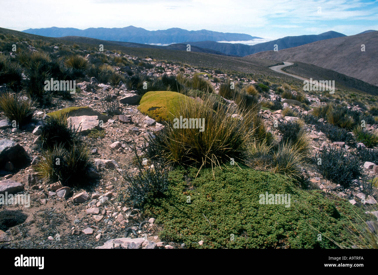 Dwarf Azorella colonial plant from high Andes from Northern Argentina ...