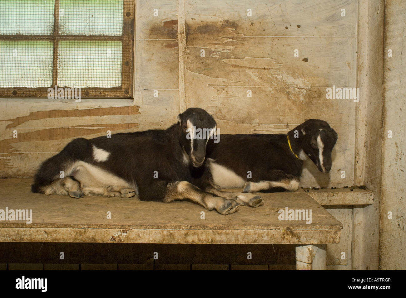 Lamancha goat hi-res stock photography and images - Alamy