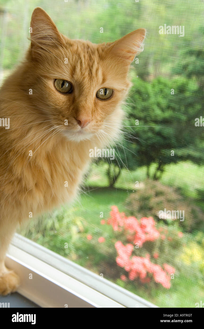 cat sitting next to window Stock Photo - Alamy