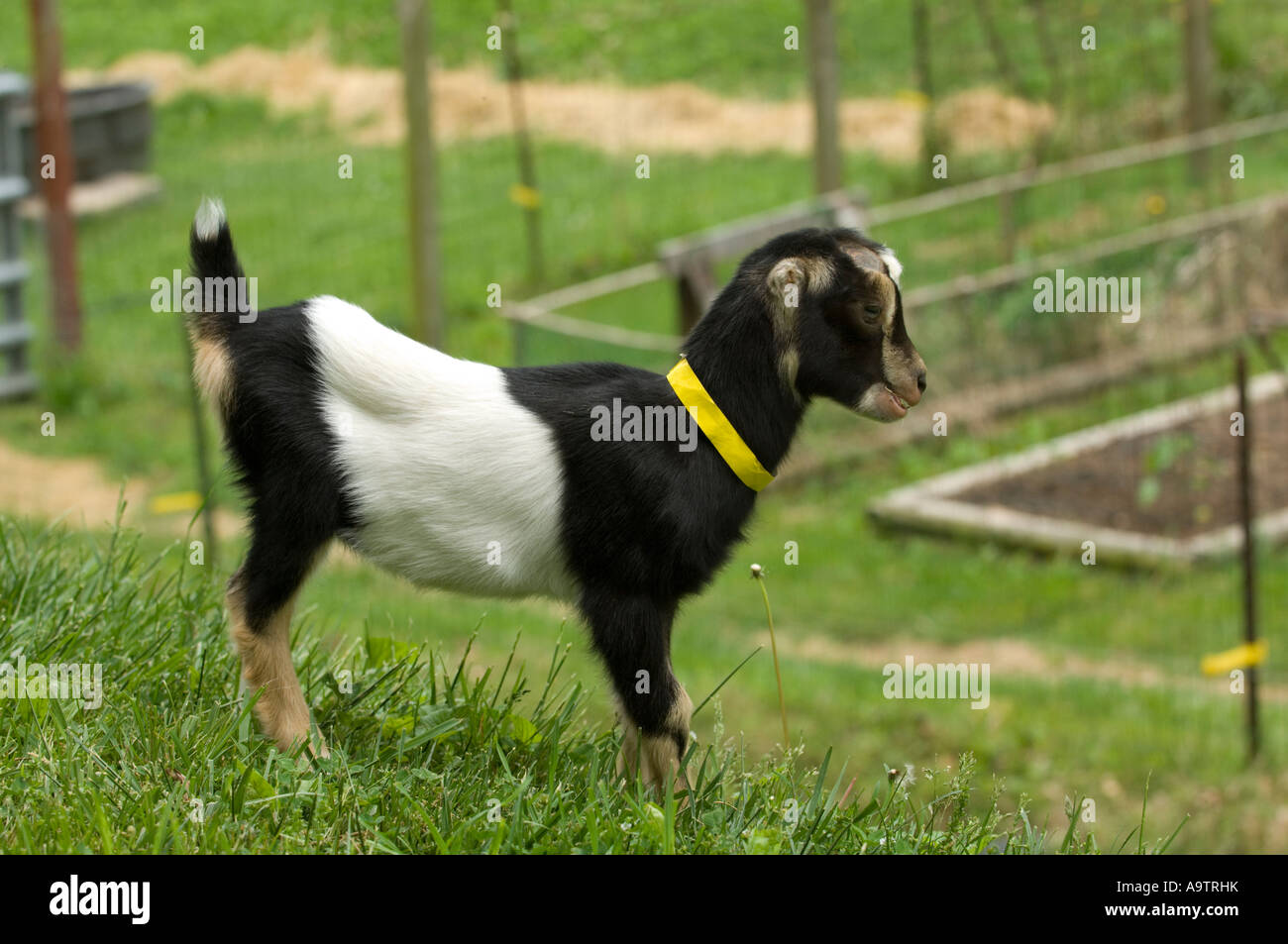 Black Lamancha Goats LAMANCHA DOES Wings & Caprines Dairy Goats