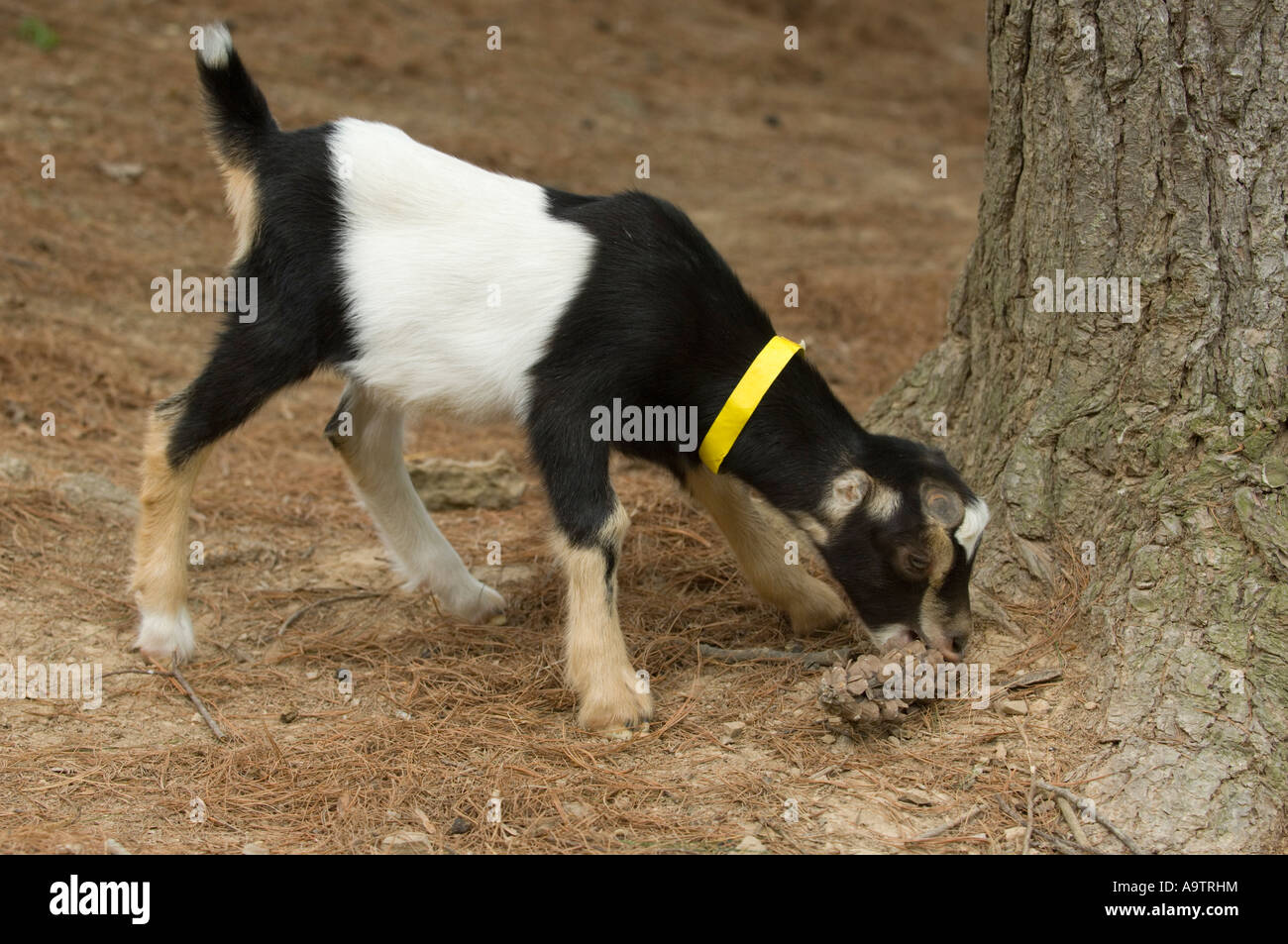 Lamancha goat hi-res stock photography and images - Alamy