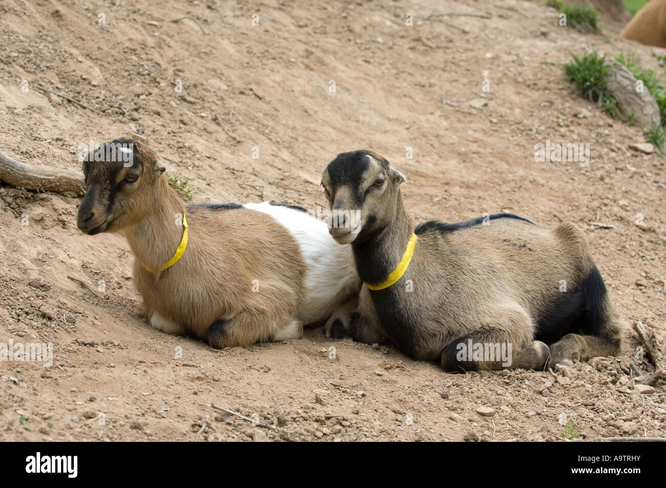 Male Lamancha Goats