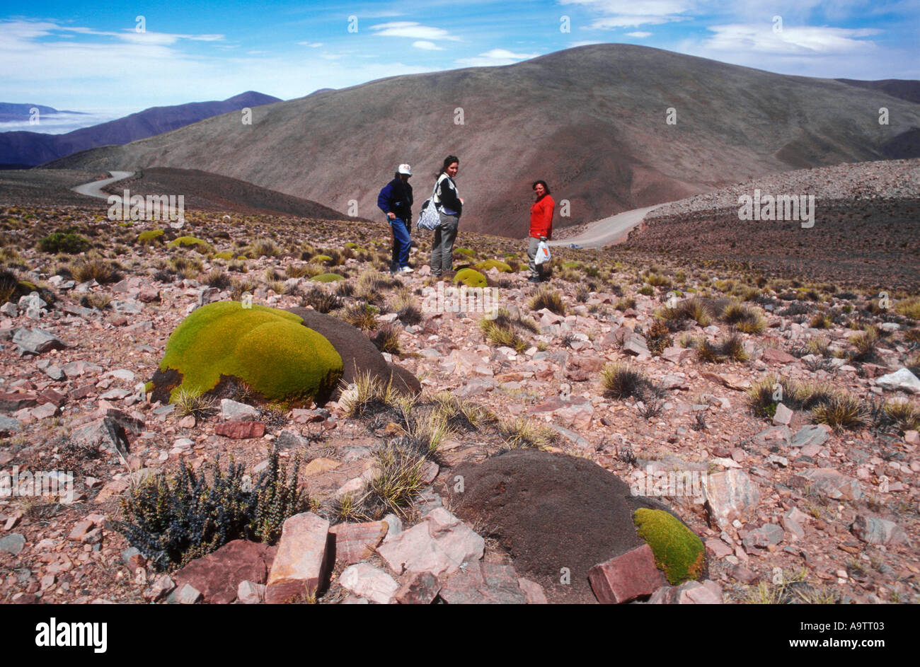 Scientist gathering data in high altitude Puna desert ecosystem from ...