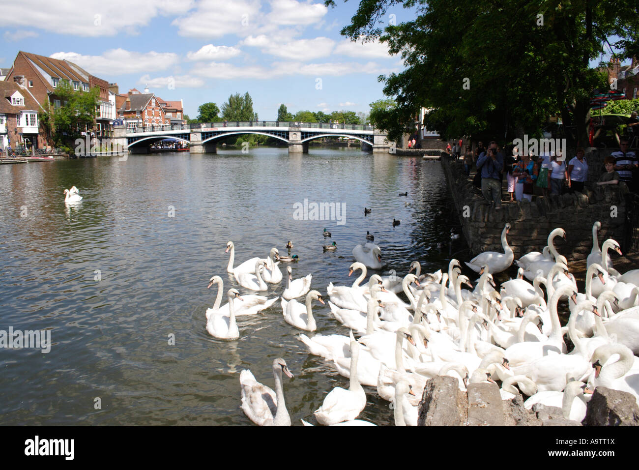 Gaggle of Swans at River Thames Windsor summer 2007 Stock Photo - Alamy
