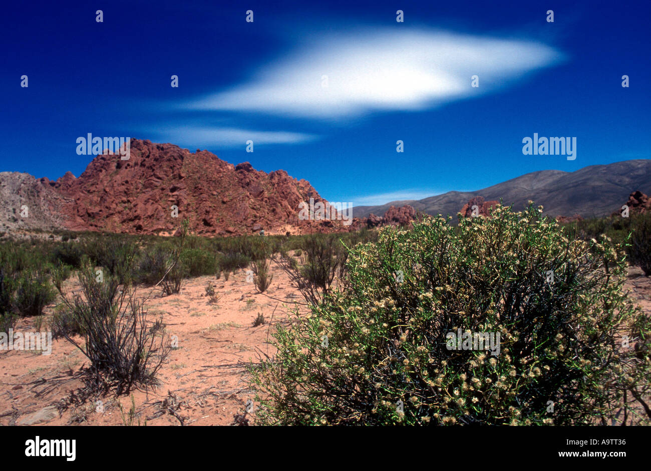 Puna Ecosystem at high Andes from Northern Argentina Stock Photo - Alamy