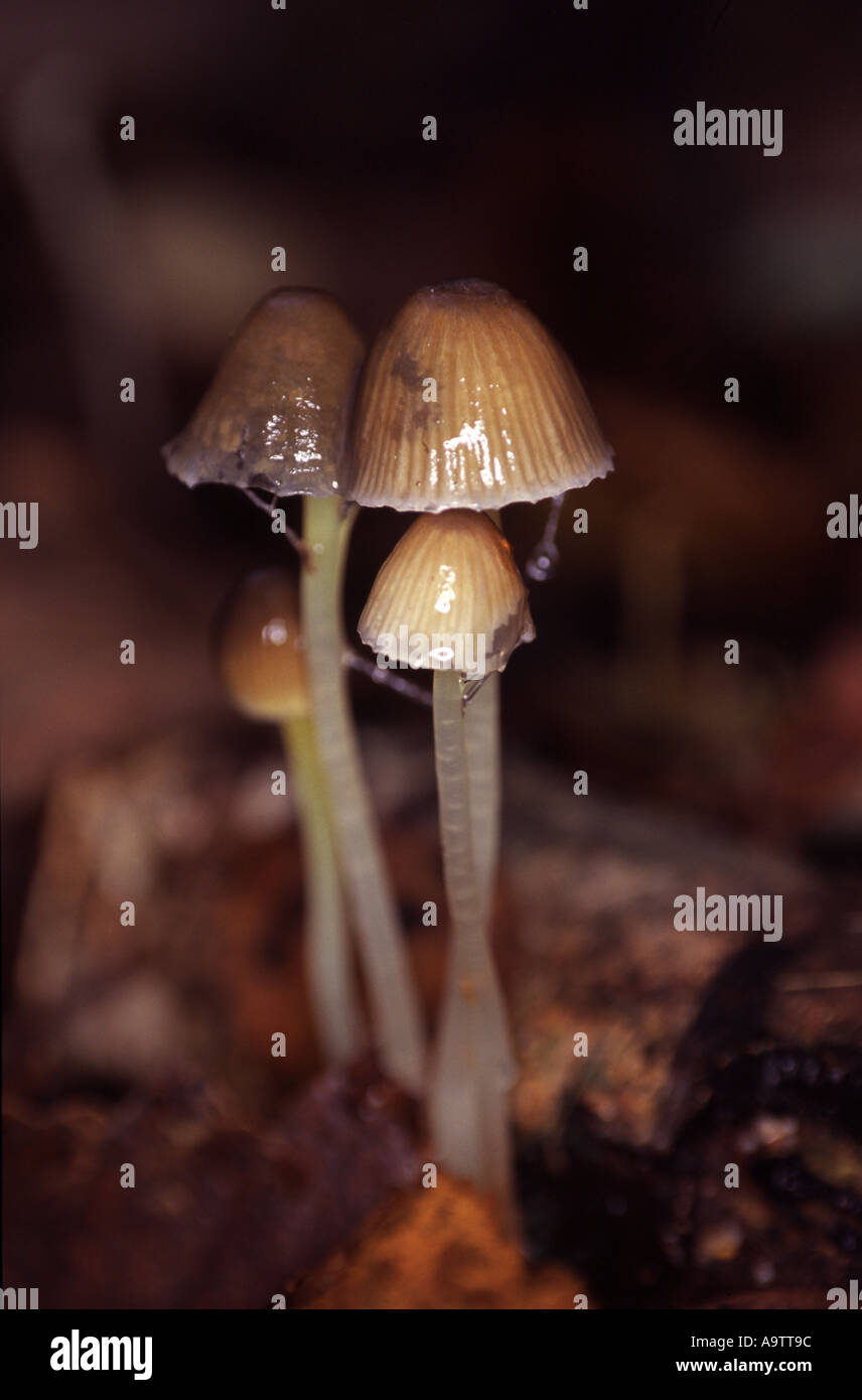 Toadstools growing on the woodland floor Stock Photo - Alamy