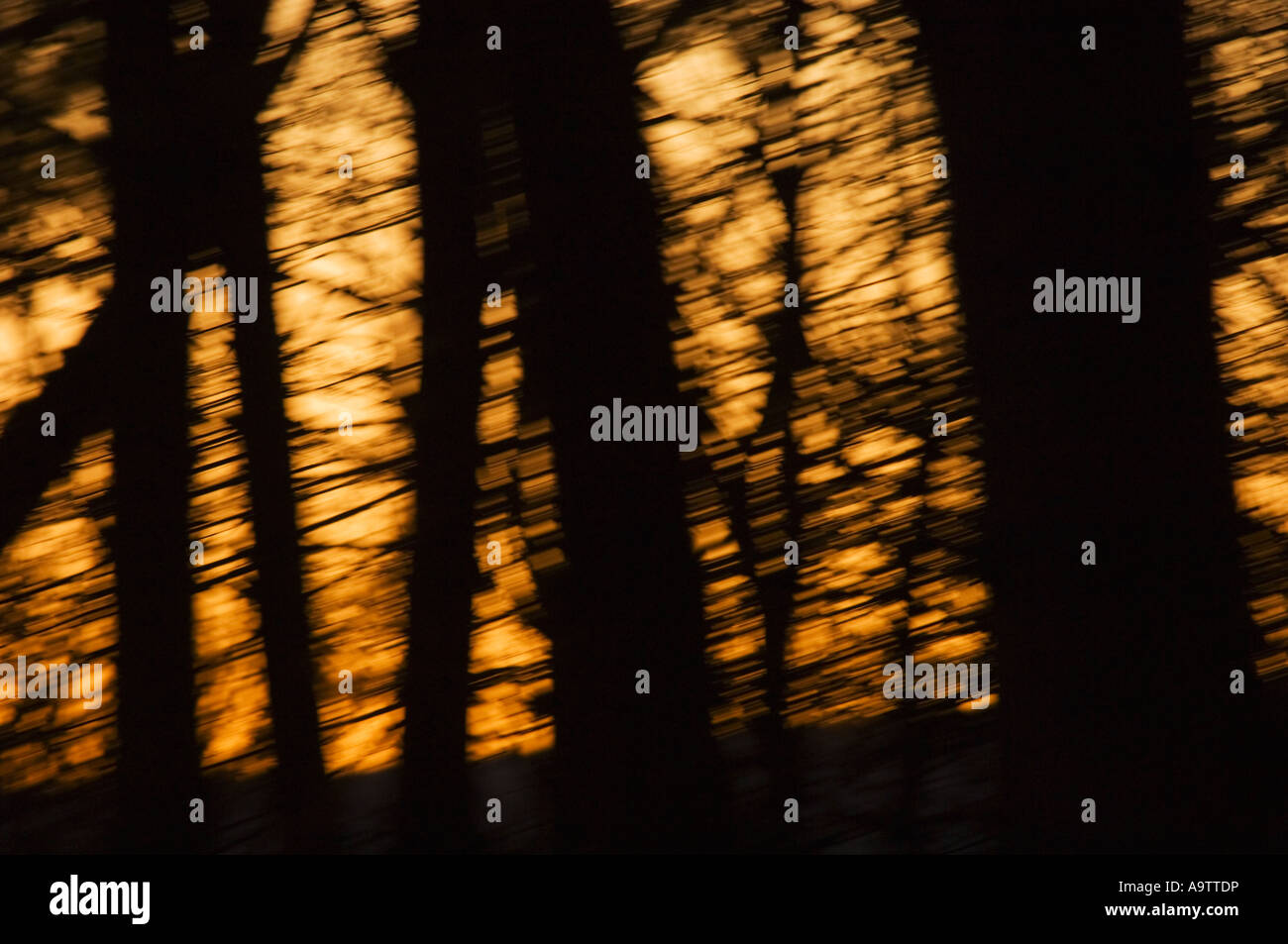 Driving past trees hi-res stock photography and images - Alamy