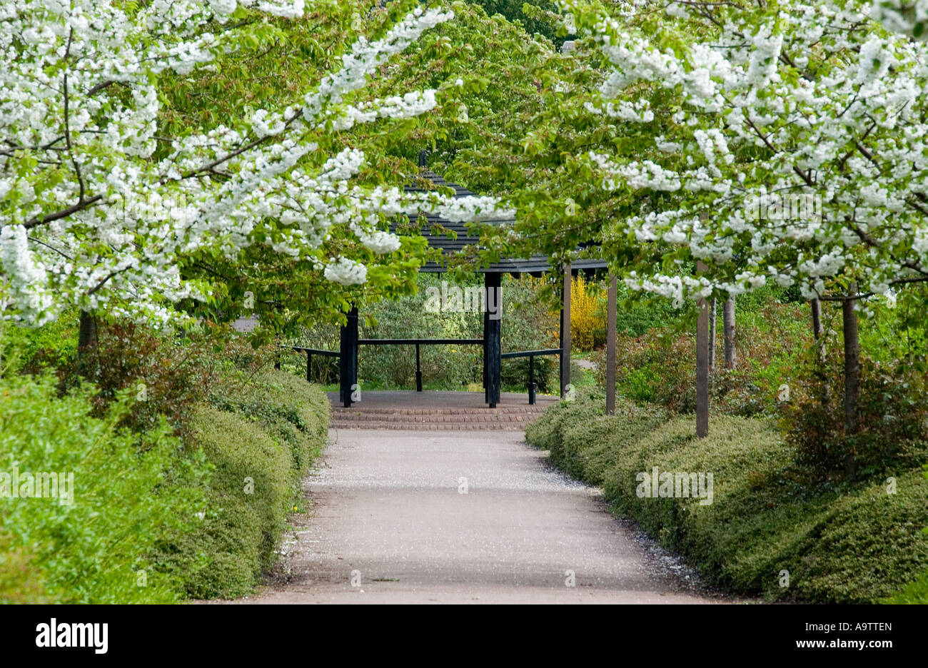 blossom growing on trees down path way Stock Photo - Alamy