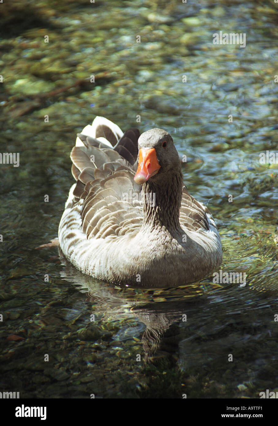 Goose swimming on a river Stock Photo - Alamy