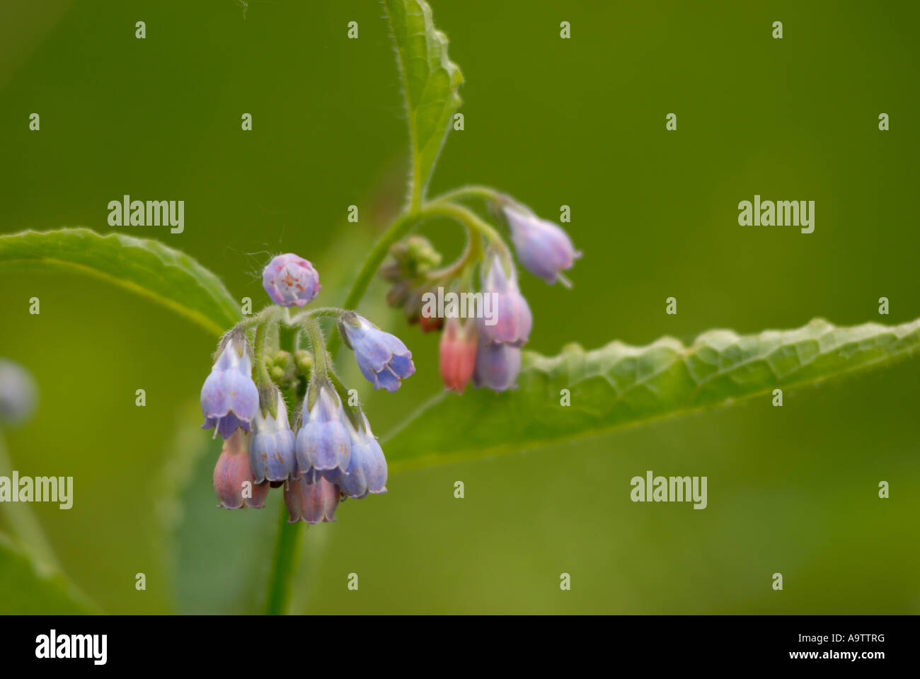 Borage comfrey hi-res stock photography and images - Alamy