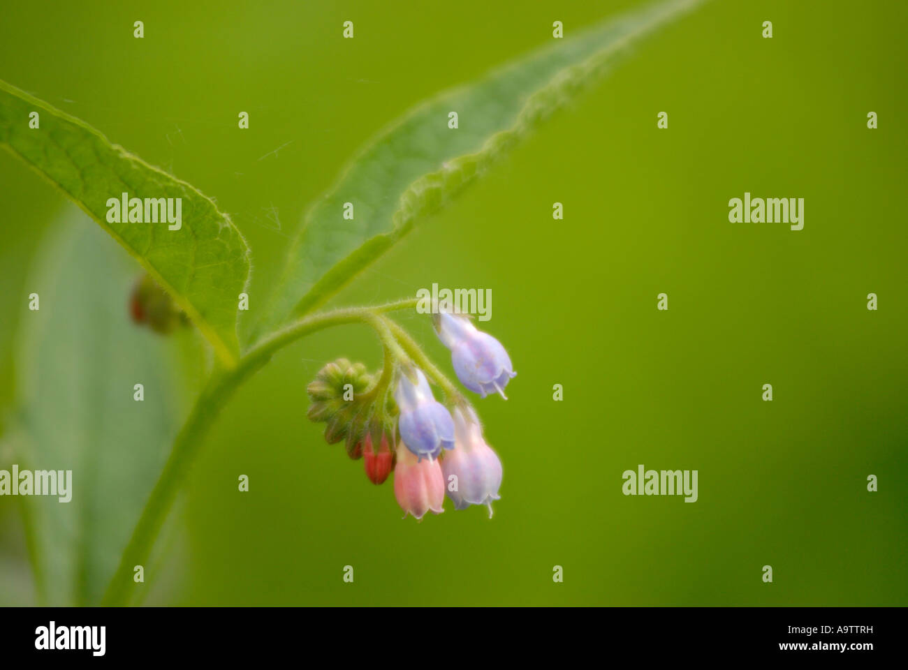 Borage comfrey hi-res stock photography and images - Alamy