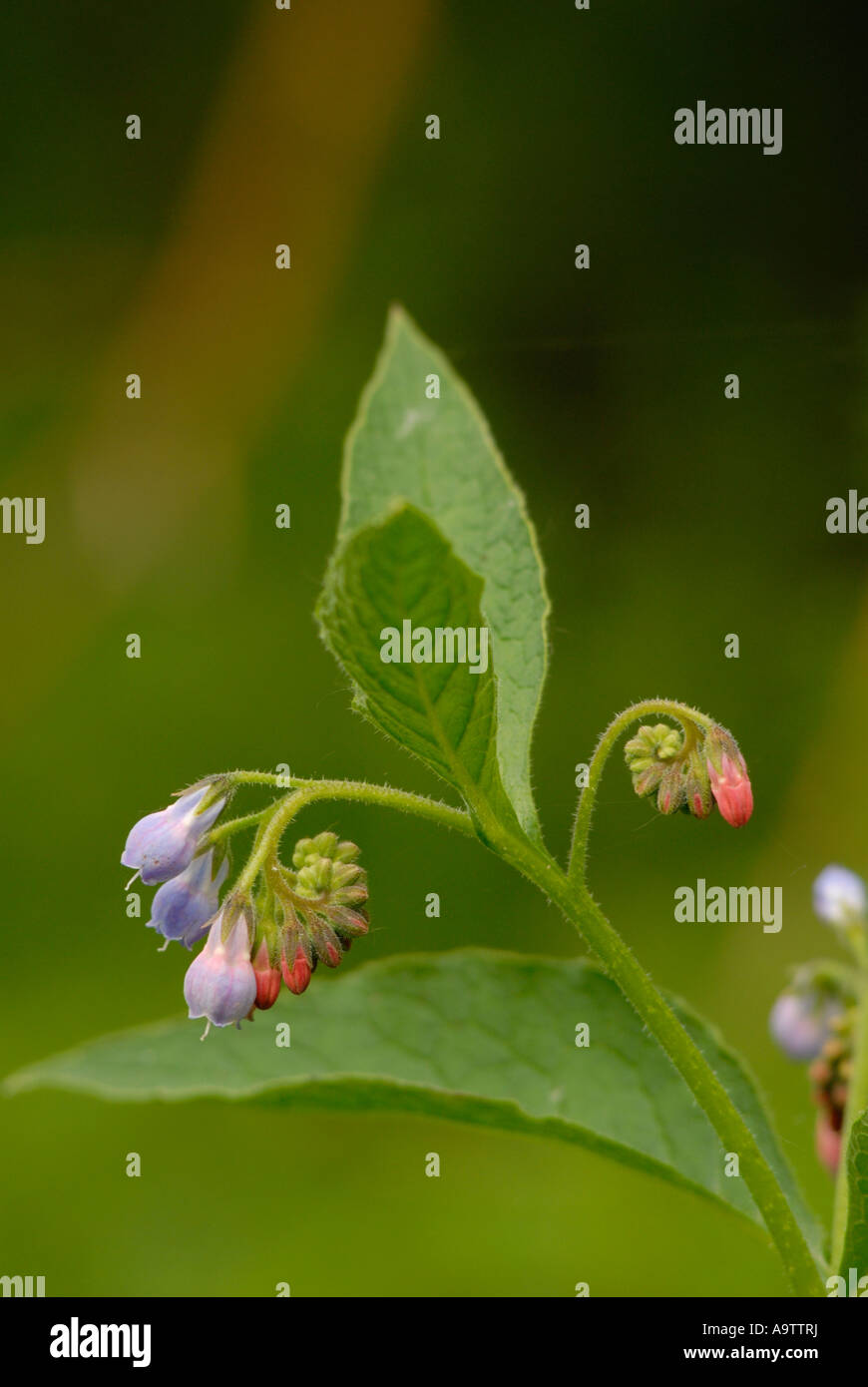 Borage comfrey hi-res stock photography and images - Alamy