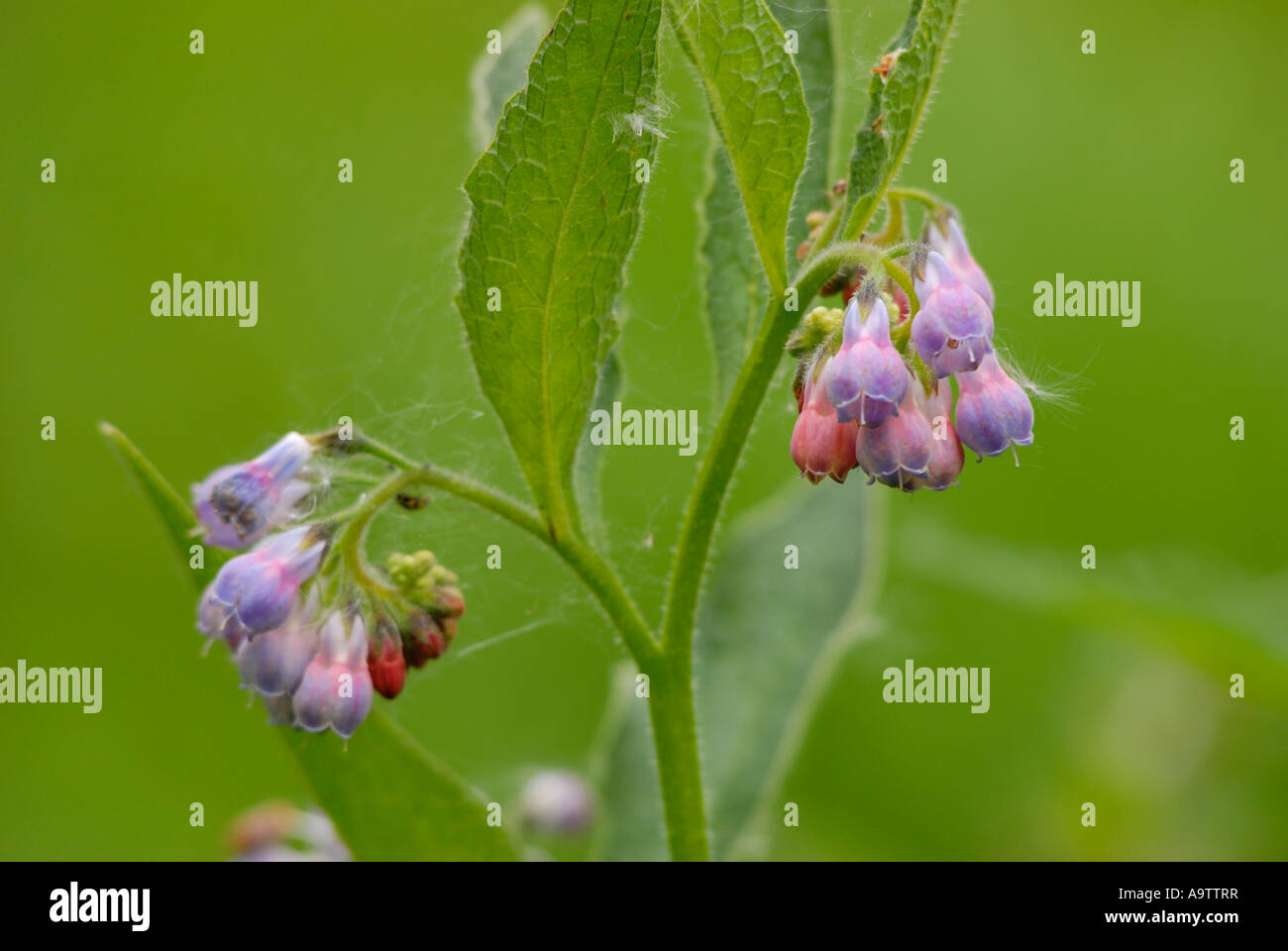 Borage comfrey hi-res stock photography and images - Alamy
