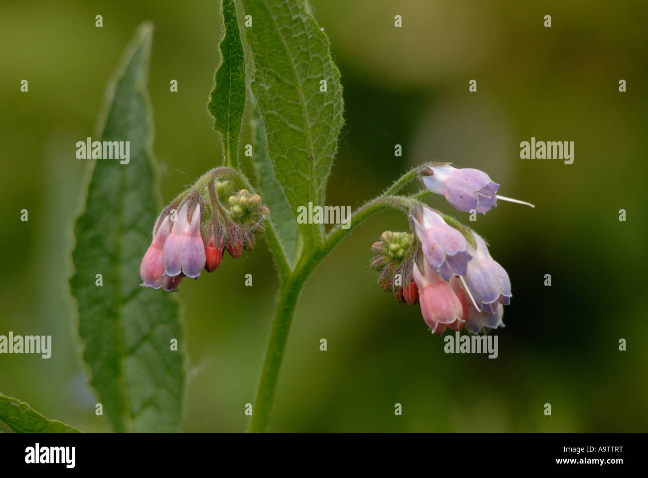 Common comfrey hi-res stock photography and images - Alamy