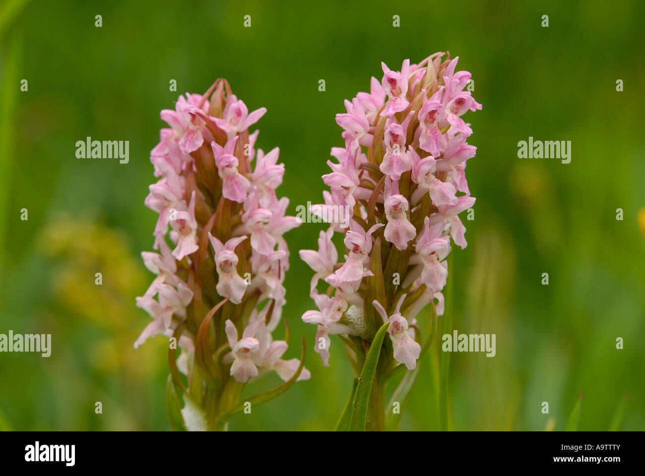 Early Marsh Orchid Stock Photo - Alamy