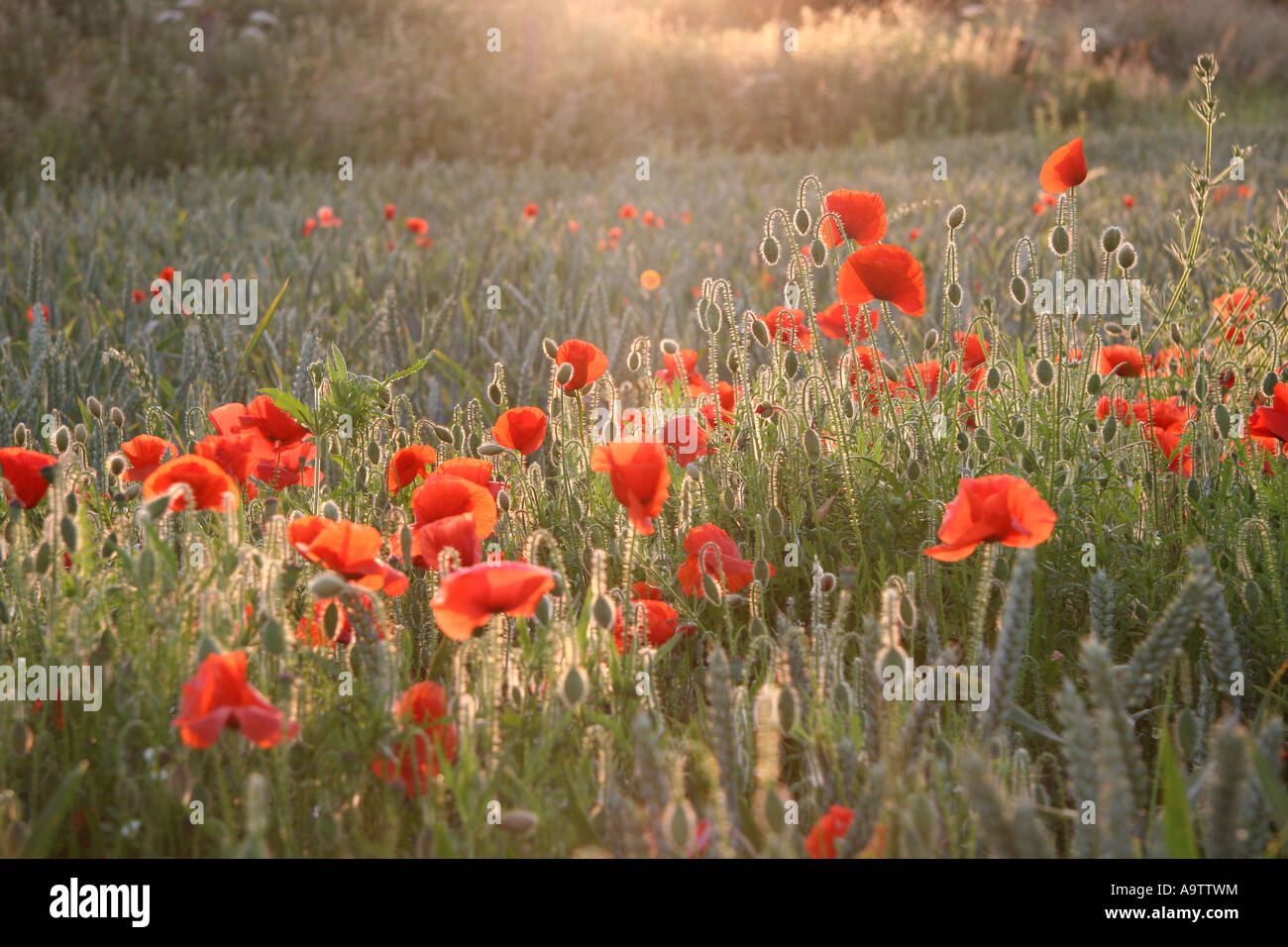 Dead poppy petals hi-res stock photography and images - Alamy
