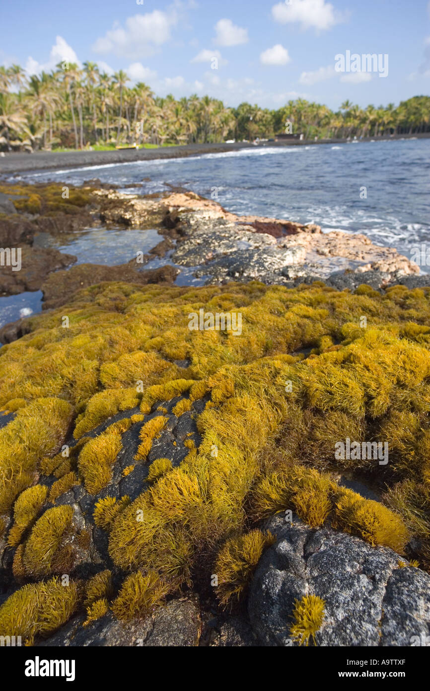 Punaluu Beach Park Island of Hawaii Stock Photo - Alamy