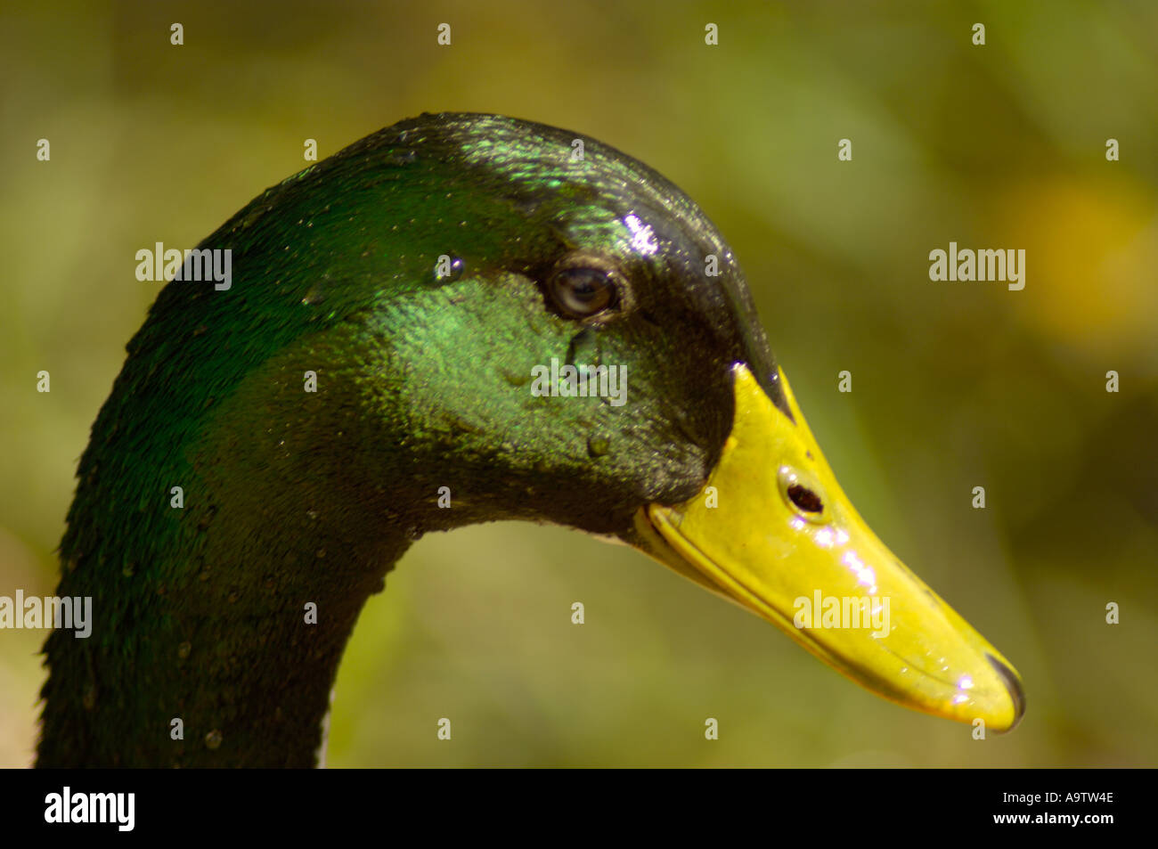 Closeup wildlife hi-res stock photography and images - Alamy