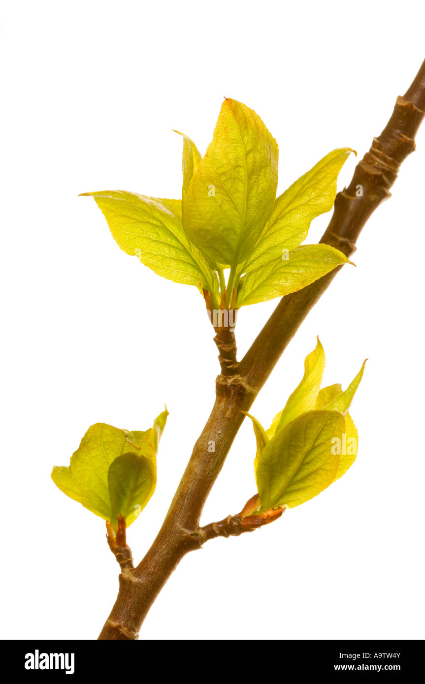 Balsam poplar leafing out Stock Photo - Alamy
