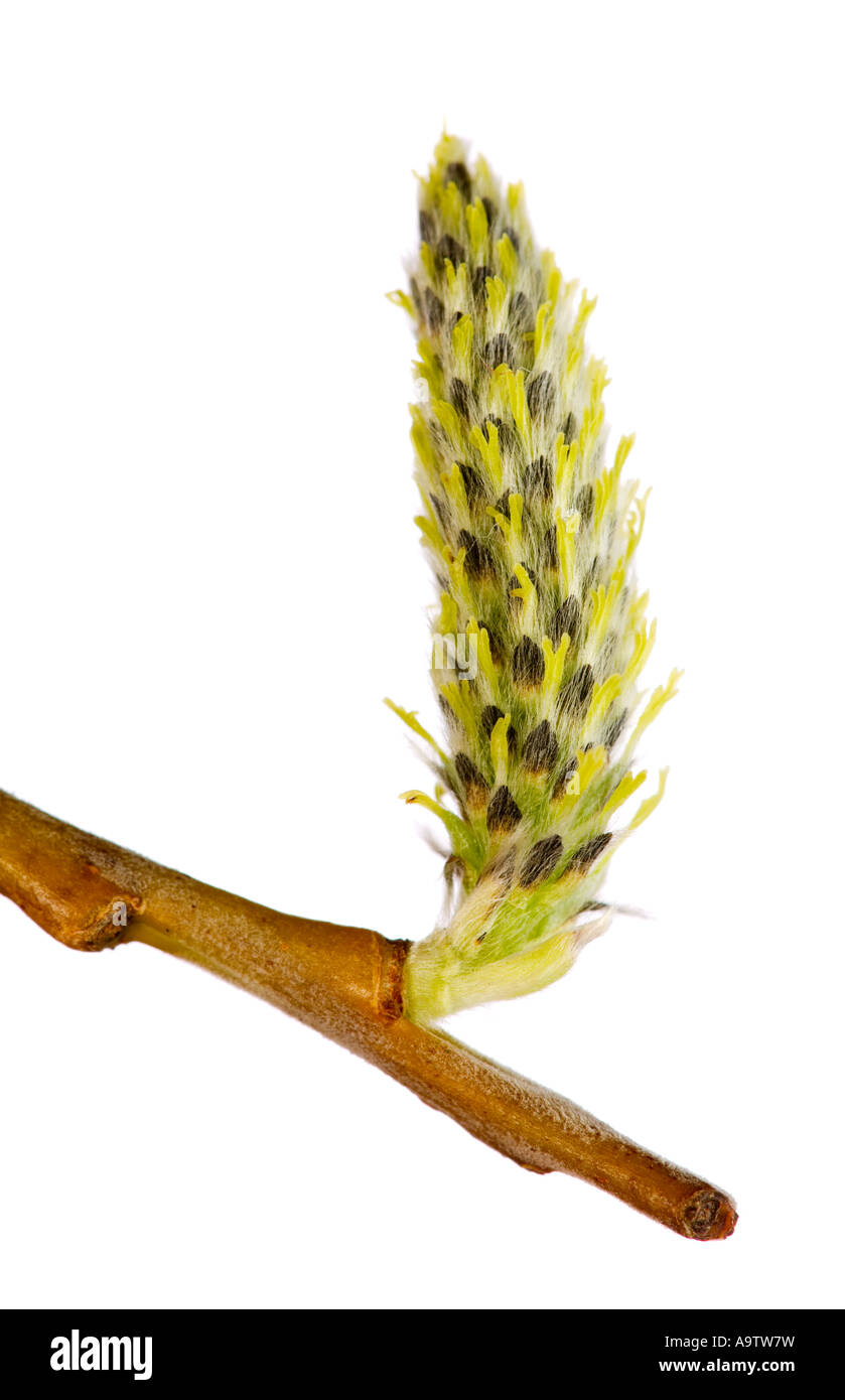 Crack willow catkin Stock Photo - Alamy