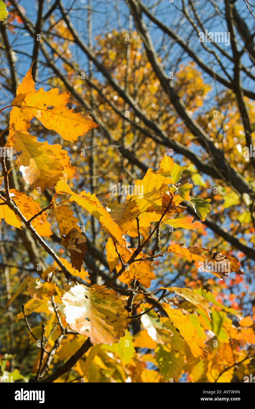 Massachusetts fall colors hi-res stock photography and images - Alamy