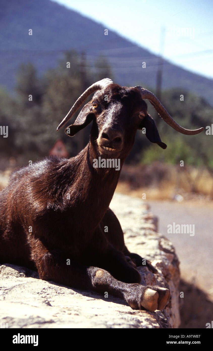 Goat sat on a roadside wall in Turkey Stock Photo - Alamy