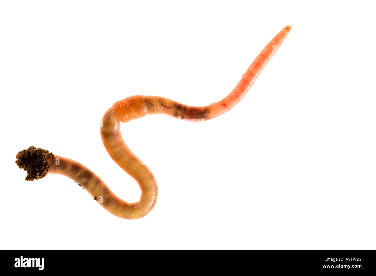 Segment worm Cut Out Stock Images & Pictures - Alamy