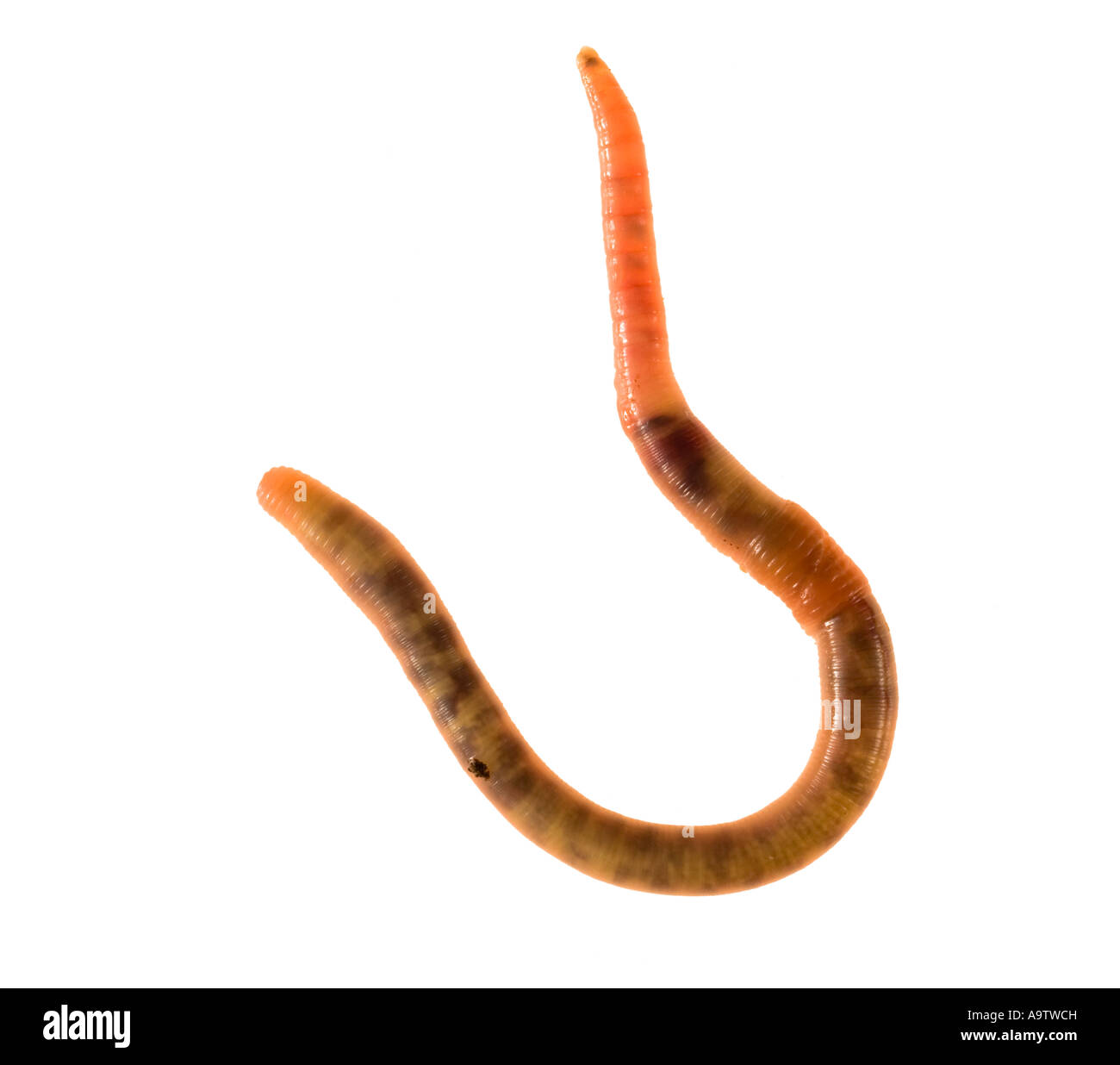 Segment worm Cut Out Stock Images & Pictures - Alamy