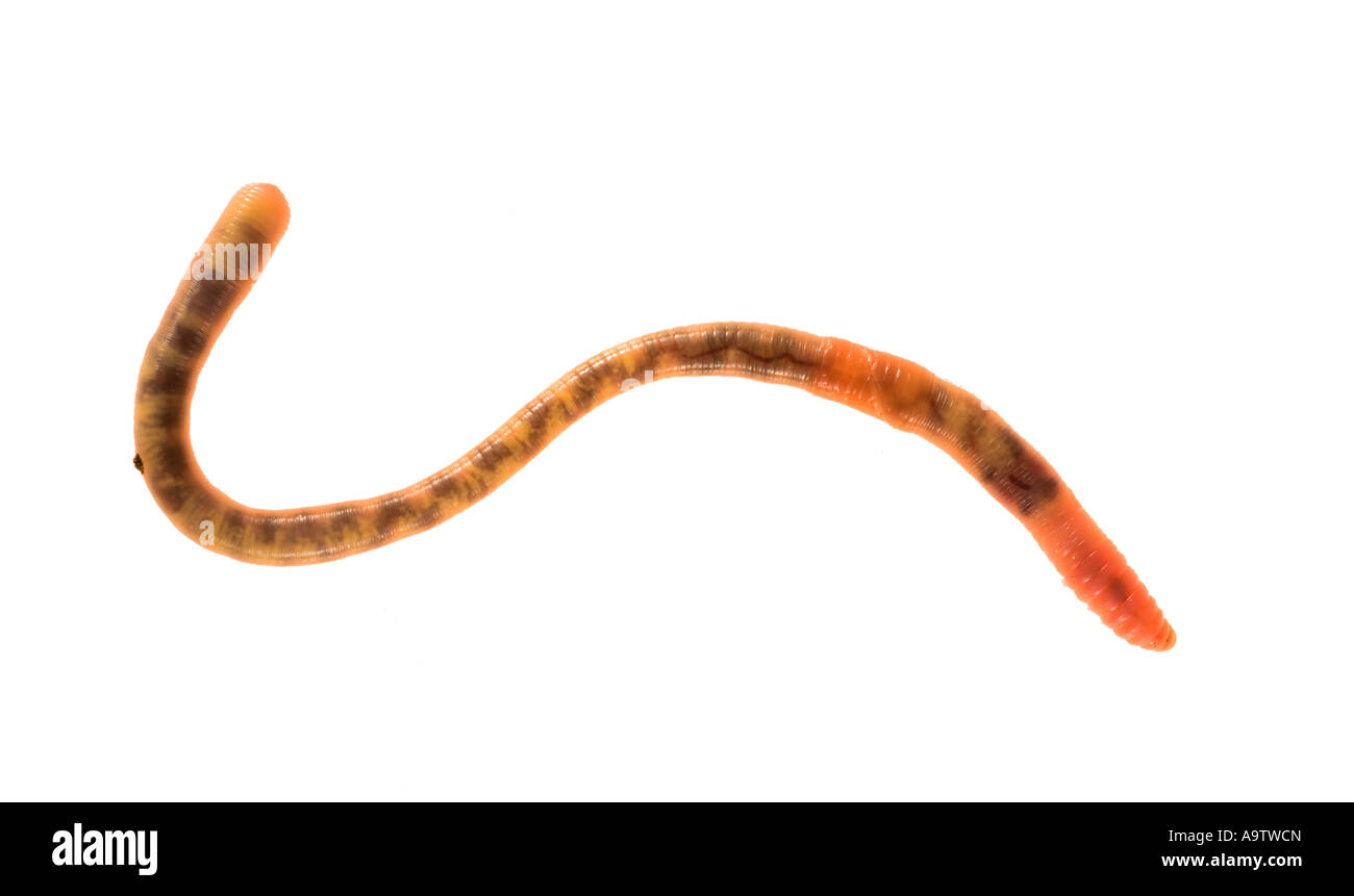Topsoil earthworm hi-res stock photography and images - Alamy