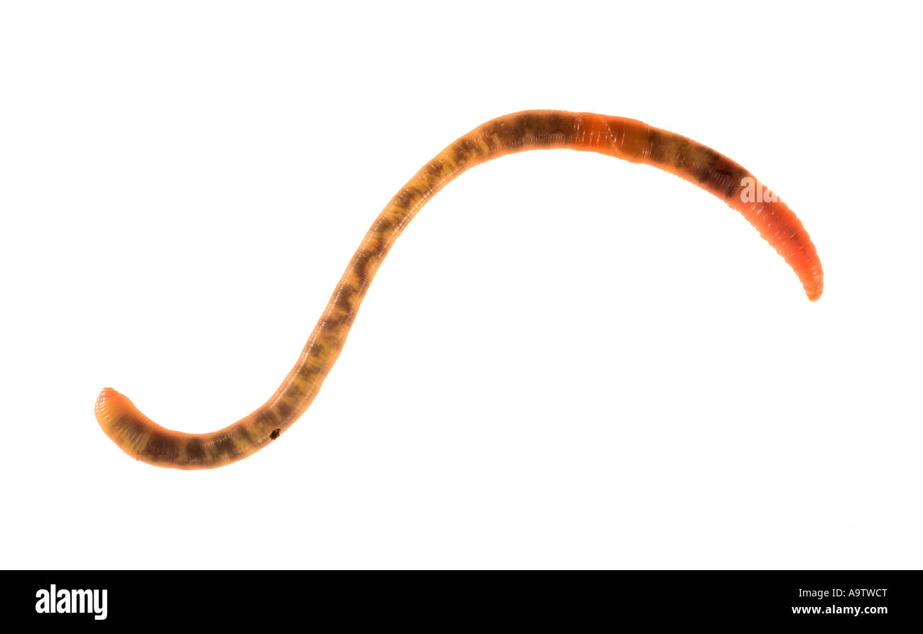 Topsoil earthworm hi-res stock photography and images - Alamy