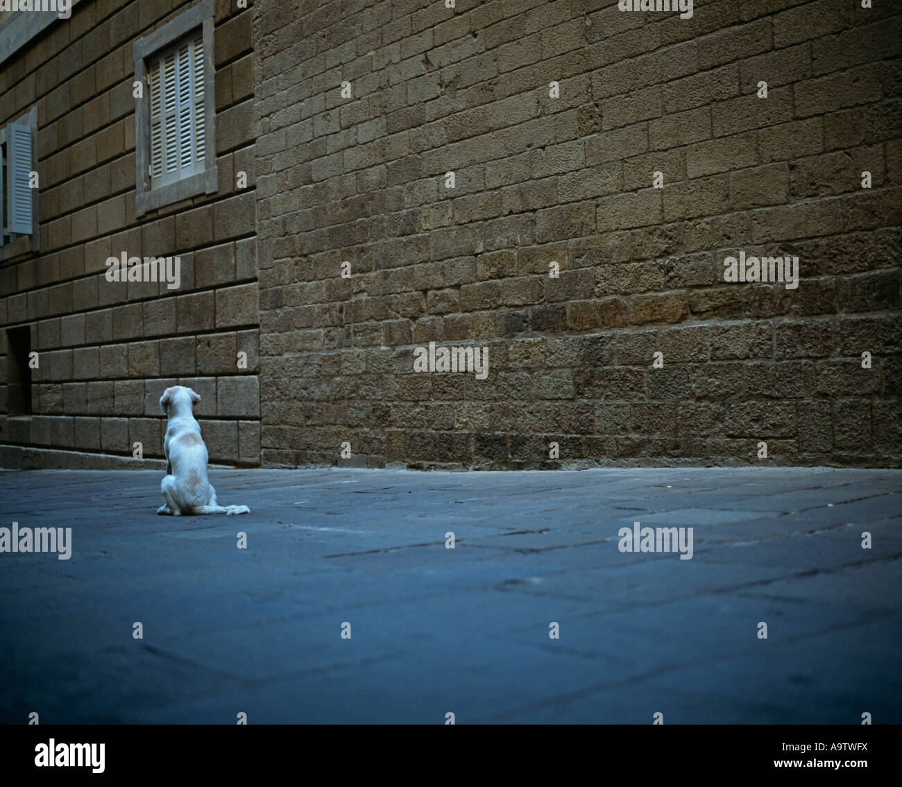 Waiting for master owner hi-res stock photography and images - Alamy