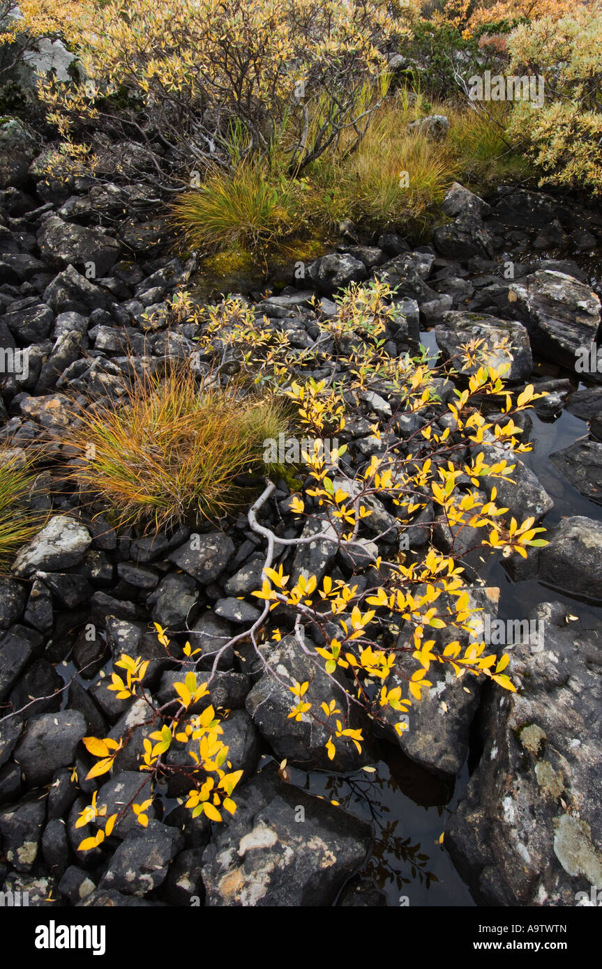 Scrub willow hi-res stock photography and images - Alamy