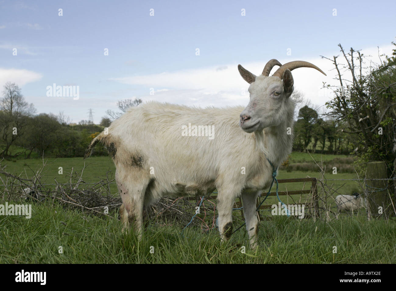 Tethered goat hi-res stock photography and images - Alamy