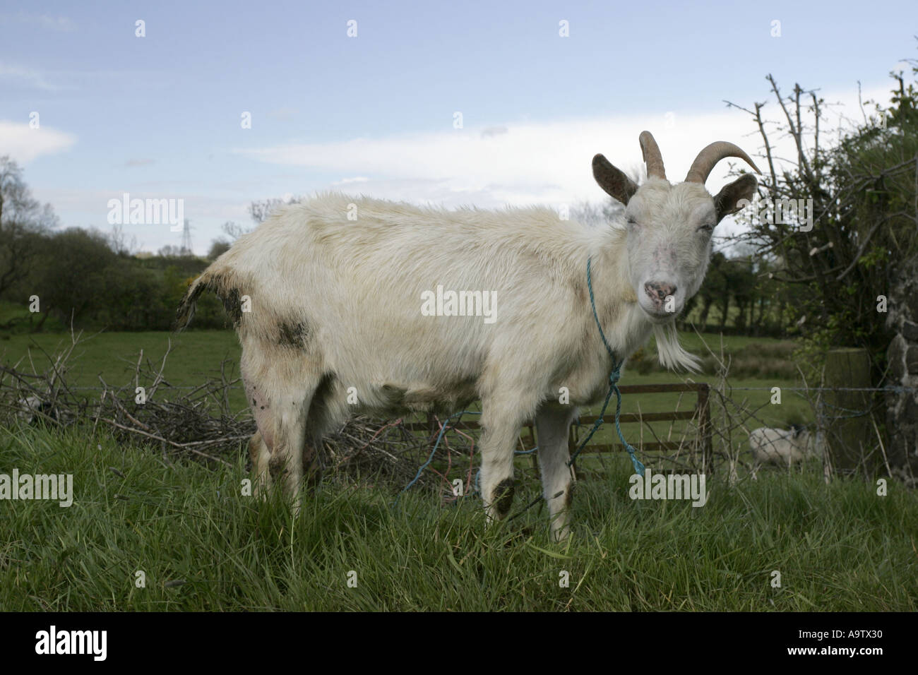 Tethered goat hi-res stock photography and images - Alamy
