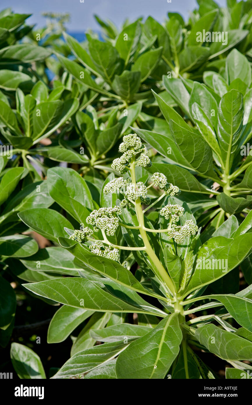 Beach heliotrope Flower Stock Photo - Alamy