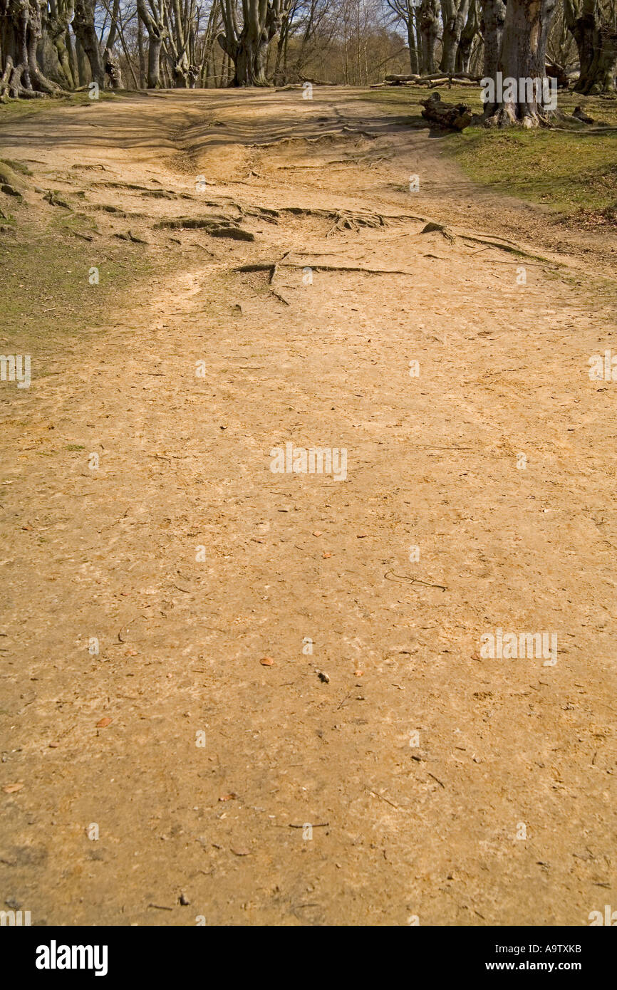 parched earth path Stock Photo - Alamy