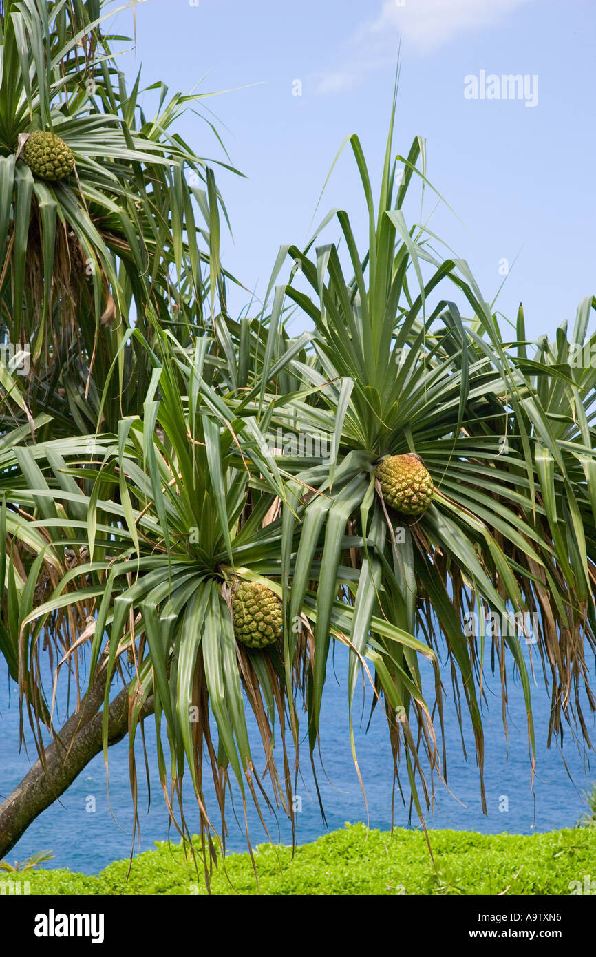 Hala tree hi-res stock photography and images - Alamy