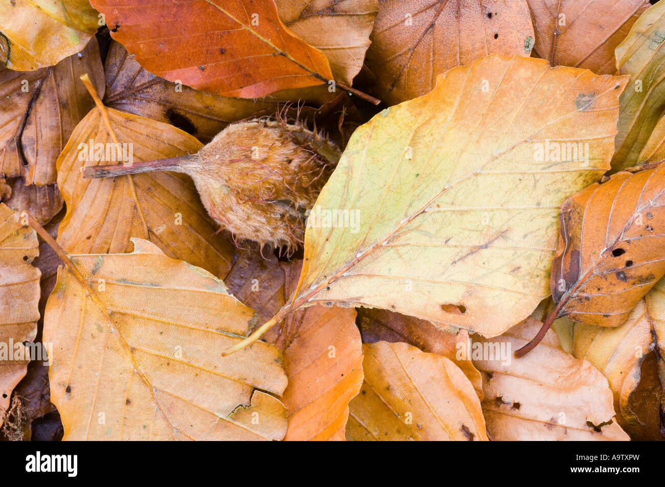 Beechmast 3 of 6 Stock Photo - Alamy