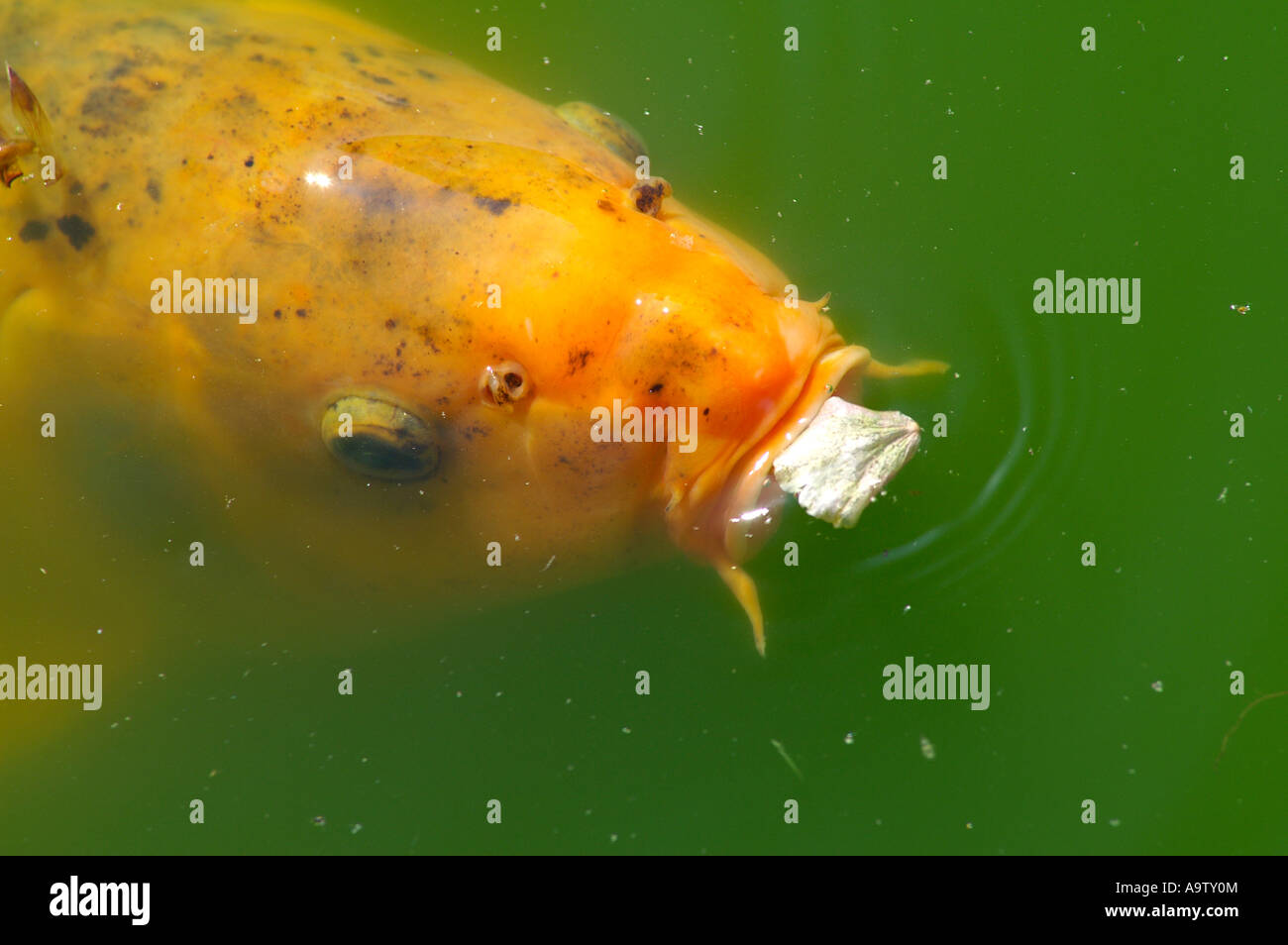 Koi, golden carp surfacing showing barbels and oectoral fins Stock ...