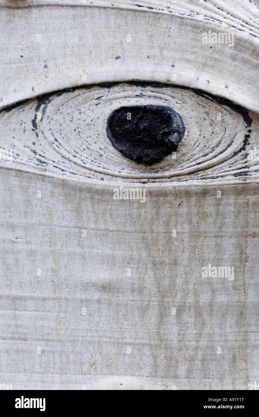 Eye shaped knot on American aspen trunk Stock Photo - Alamy