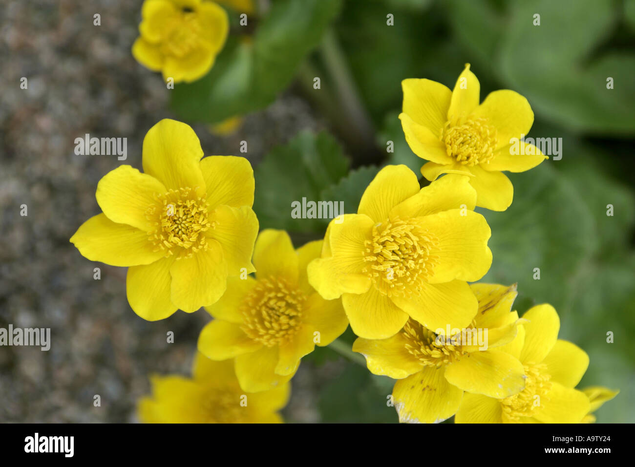 Irish indigenous flowers hi-res stock photography and images - Alamy