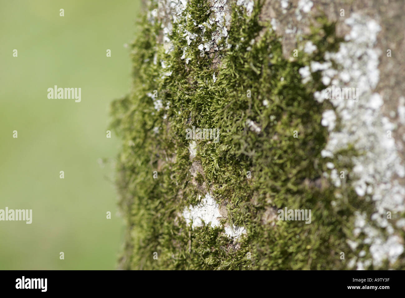 lichen and moss growing on the side of a tree Stock Photo - Alamy