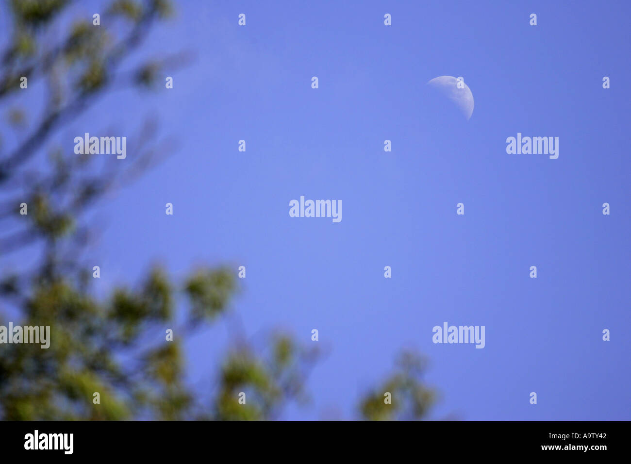 partial moon showing in blue sky through branches Stock Photo - Alamy