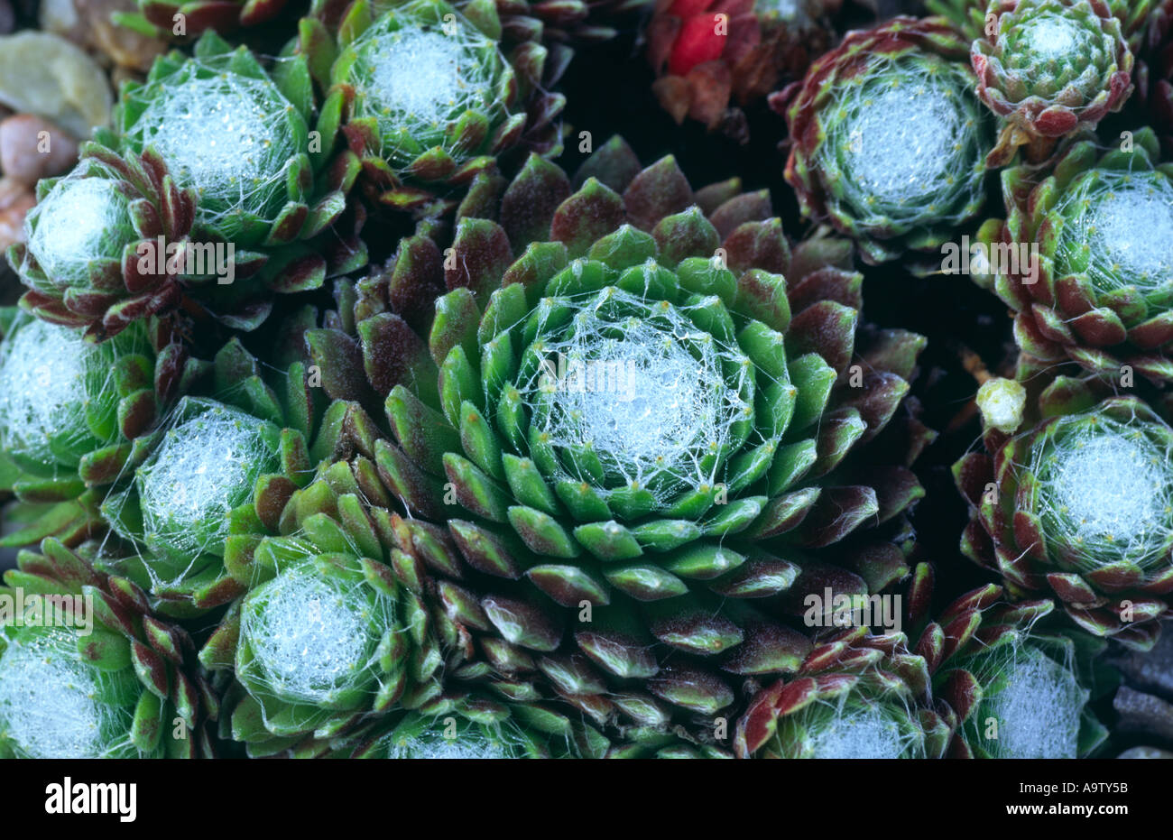 Arachnoïdes hi-res stock photography and images - Alamy