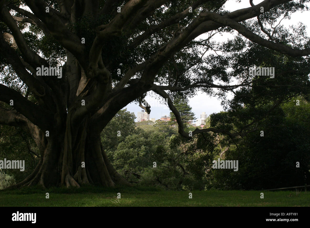 Fig tree point hi-res stock photography and images - Alamy