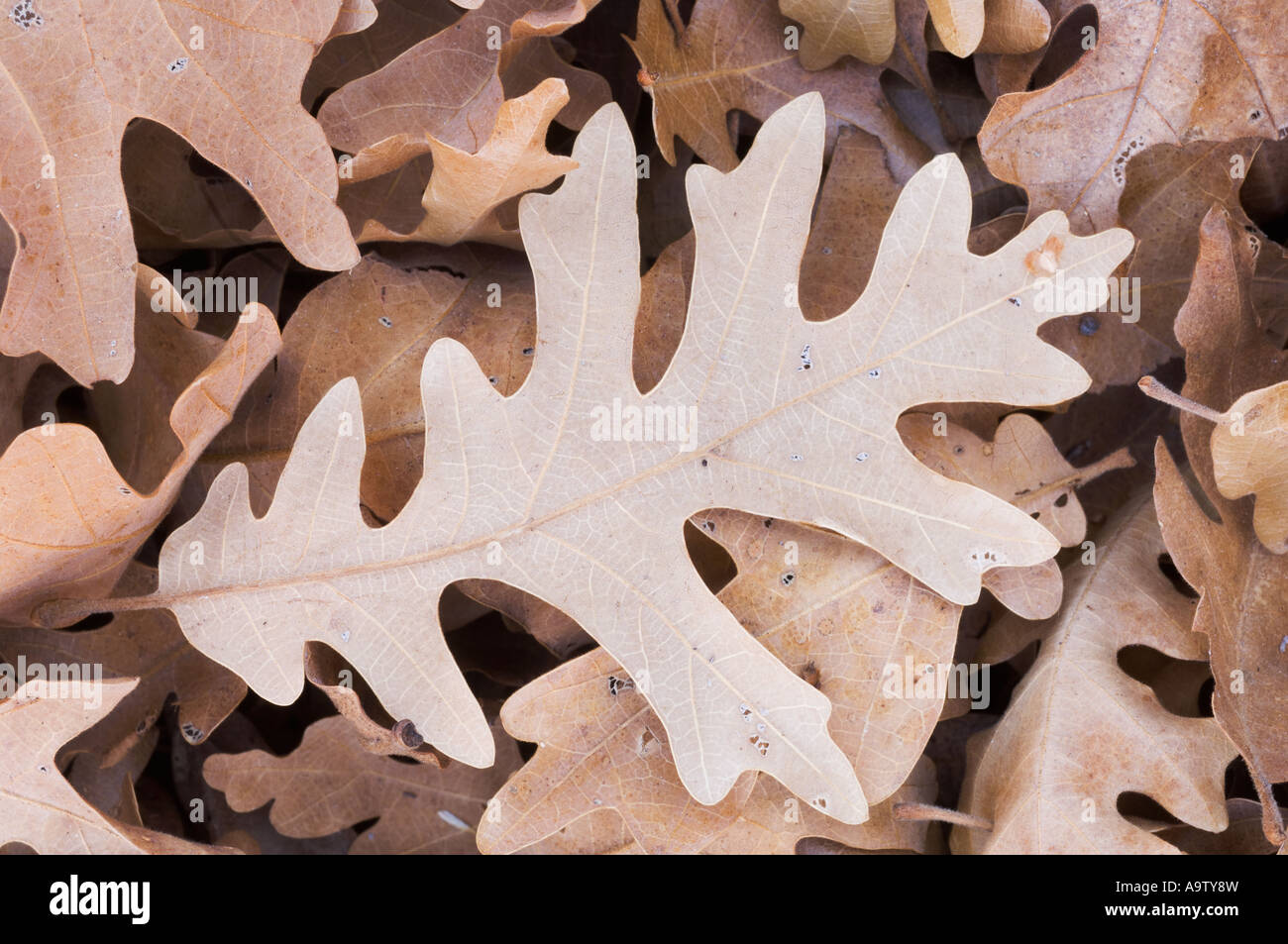 Fallen Gambel oak leaf litter Stock Photo - Alamy