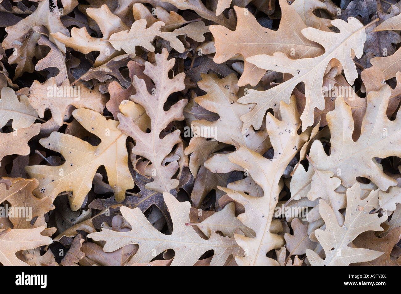 Fallen Gambel oak leaf litter Stock Photo - Alamy