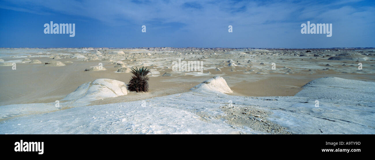 Horizontal panorama of white desert Stock Photo - Alamy