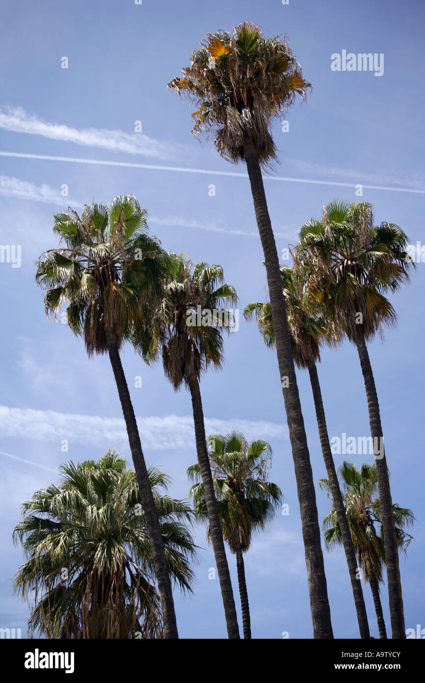 Palm trees, Nice France Stock Photo - Alamy