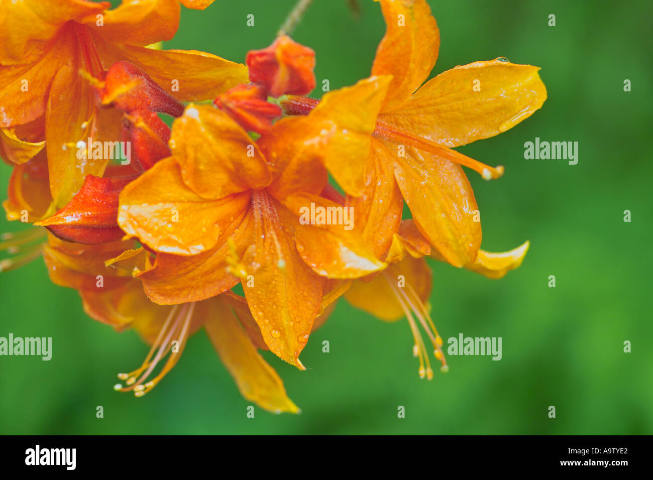 Deep orange flower hi-res stock photography and images - Alamy